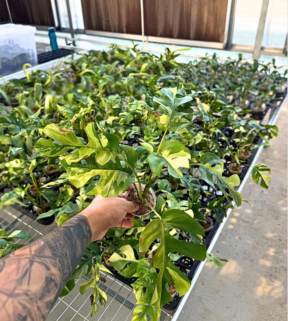 Rhaphidophora tetrasperma Albo Variegata – Rare Variegated Mini Monste